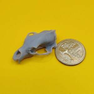 Black Bear Skull Replica 1:12 Scale Bear Skull for Diorama, Miniature ...