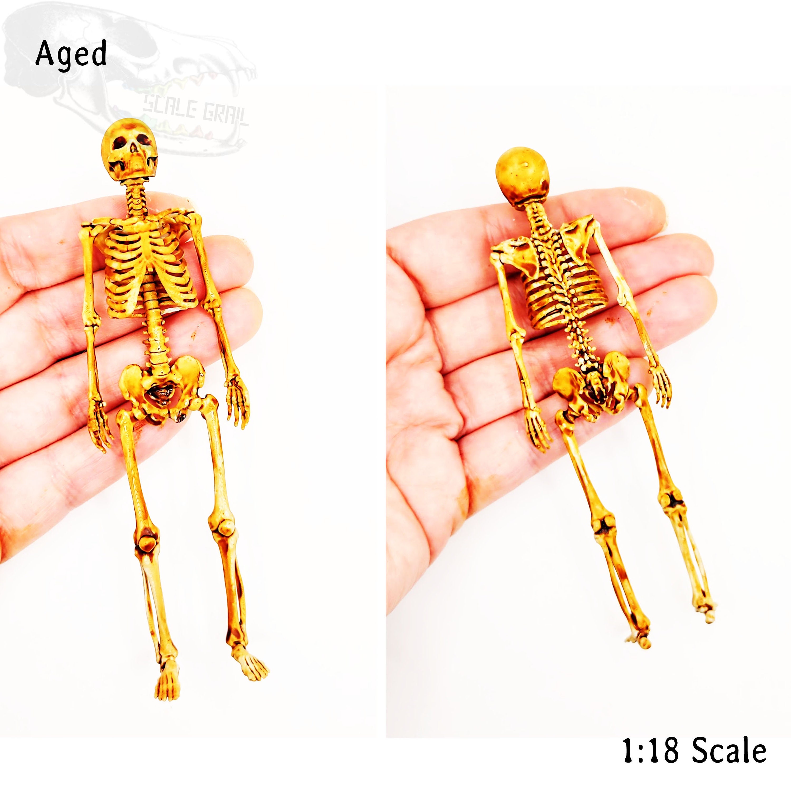 Human Skeleton Full - 1:18 Scale Miniature Size for Horror Diorama ...
