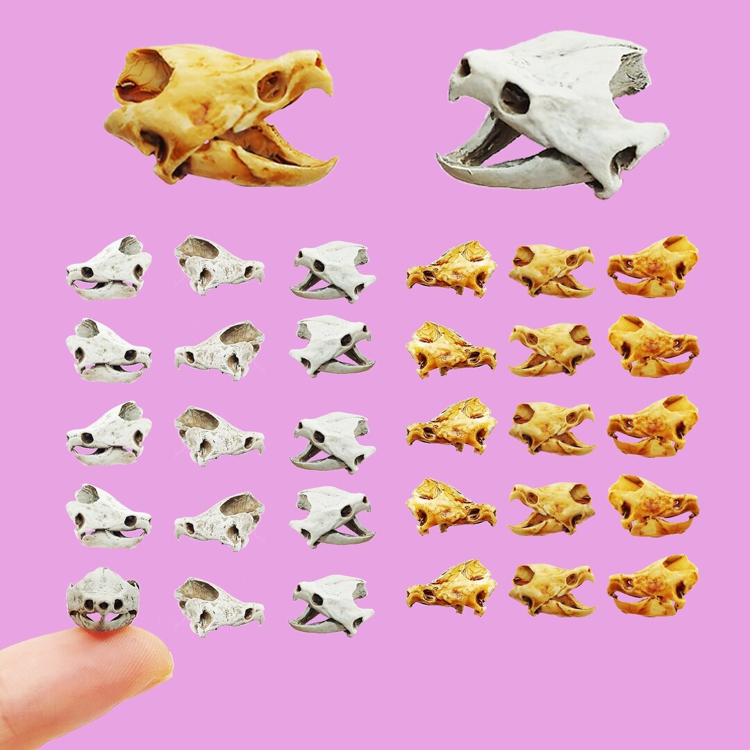 Alligator Snapping Turtle Skull - 1:24 Scale Skull Replica for Diorama ...