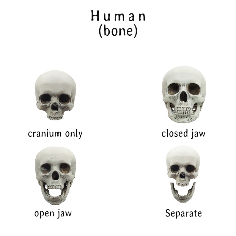 Human Skull Replica, 1:12 Scale Miniature for Dioramas, Horror Scenes ...