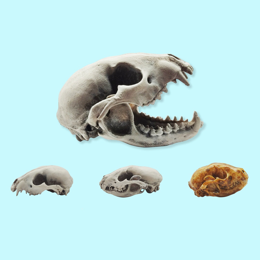 Raccoon Skull - 1:6 Scale Skull Replica for Diorama, Miniature Horror ...