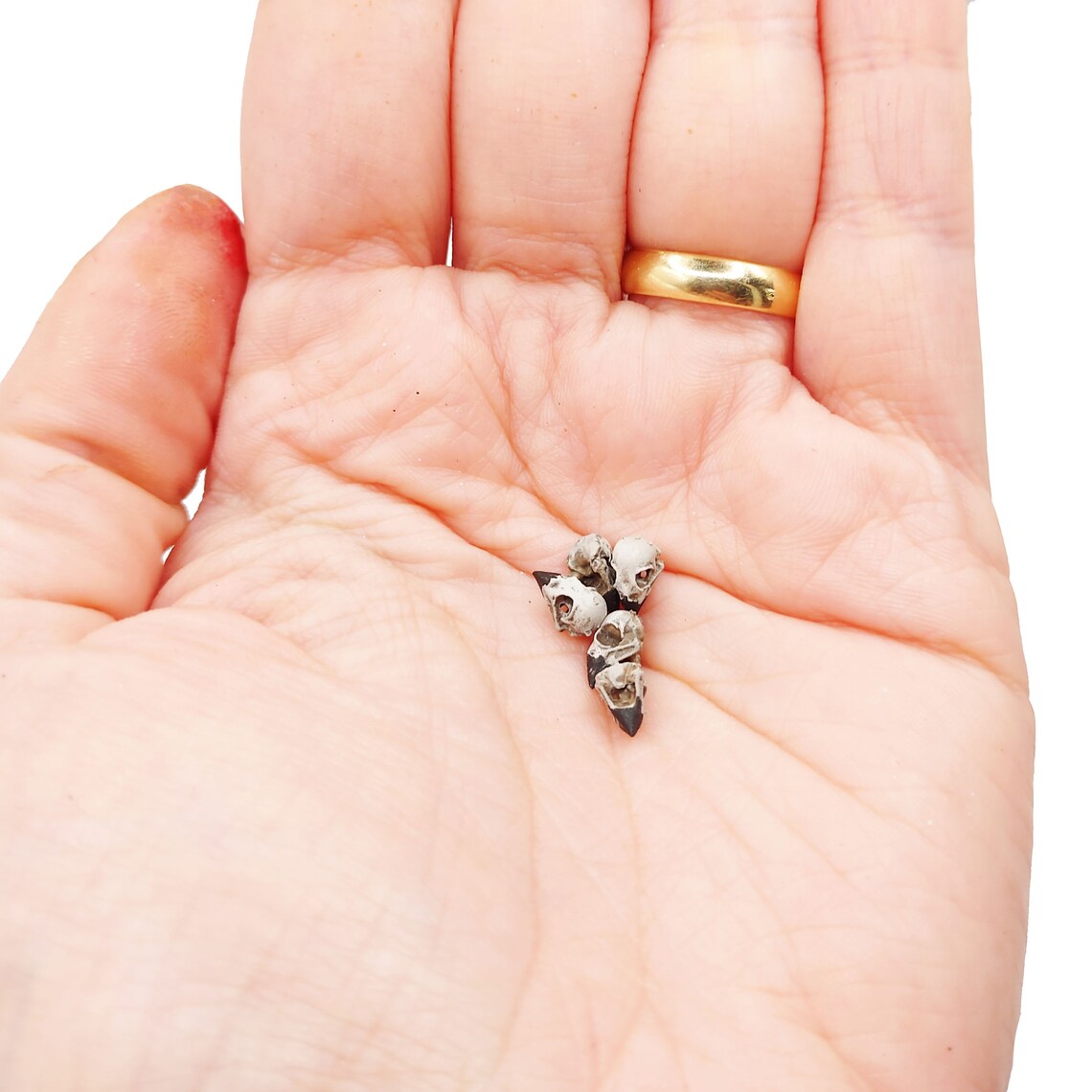 Evening Grosbeak Skull Replica 1:6 Scale Finch Bird Miniature for Use ...