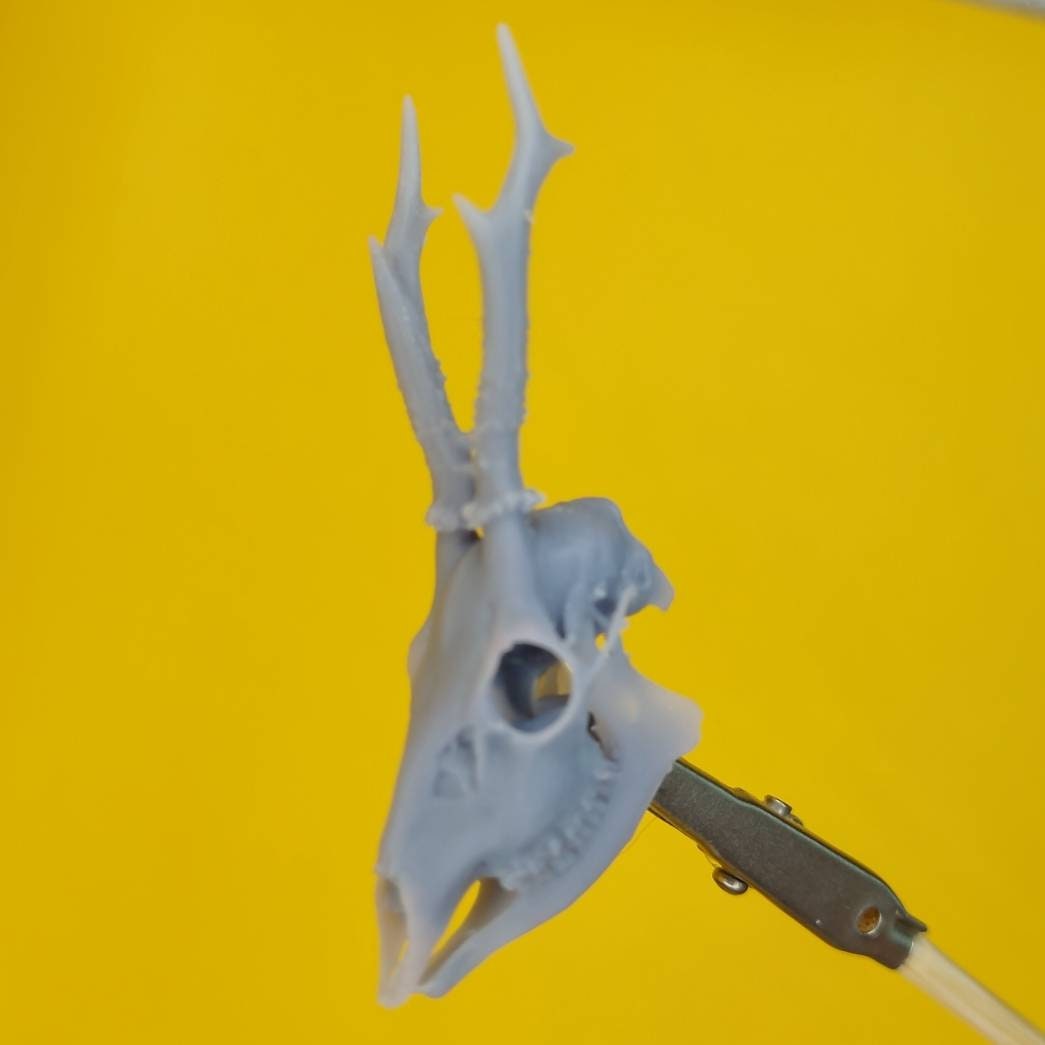 Roe Deer Skull 1:12 6 Inch Scale Miniature Skull for Dioramas - Etsy