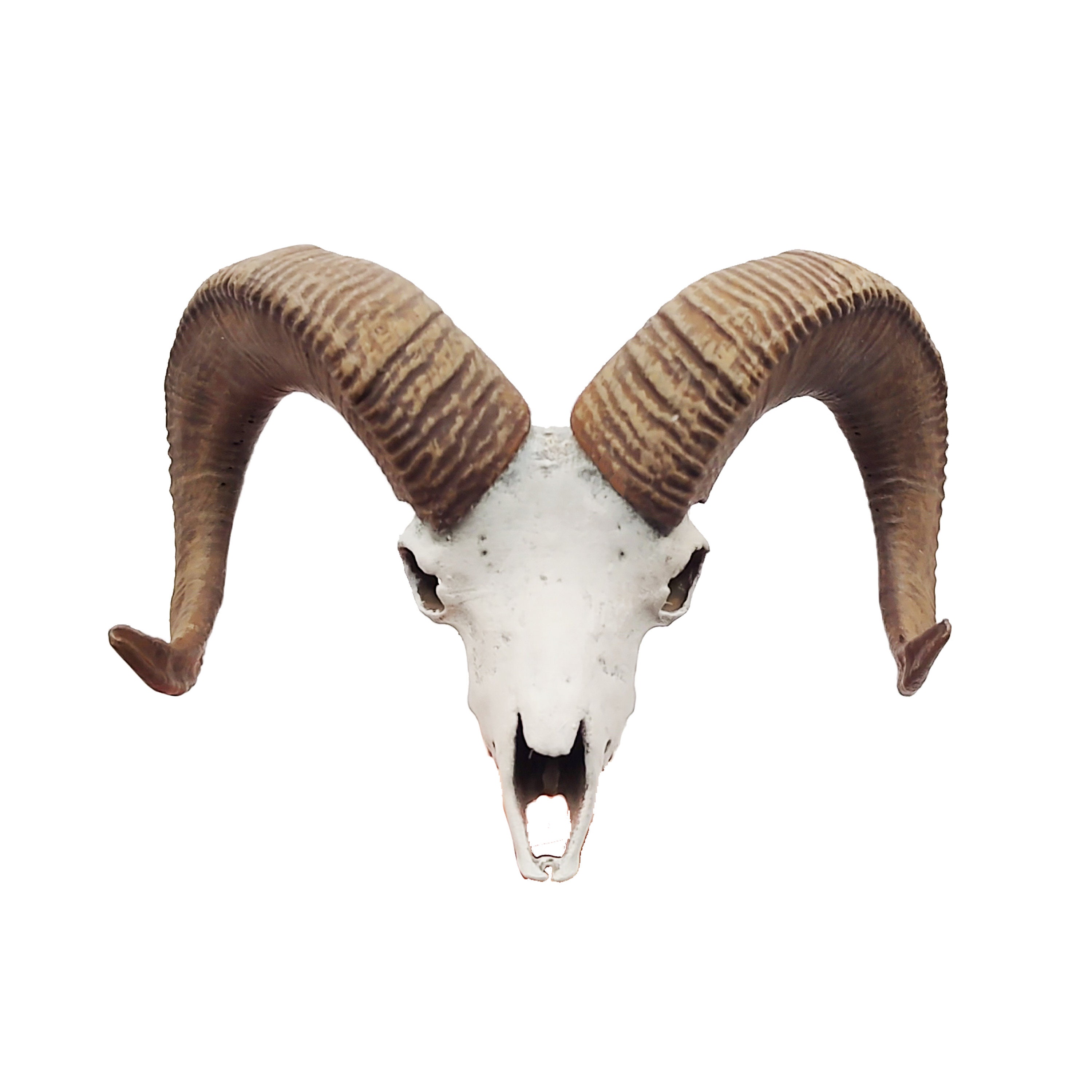 Sheep Horns Scales