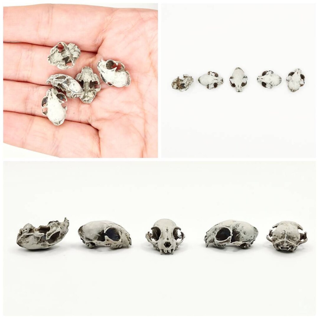 Cat Cranium Skull Replica - 1:12 Scale Half Jaw Feline Skull for ...