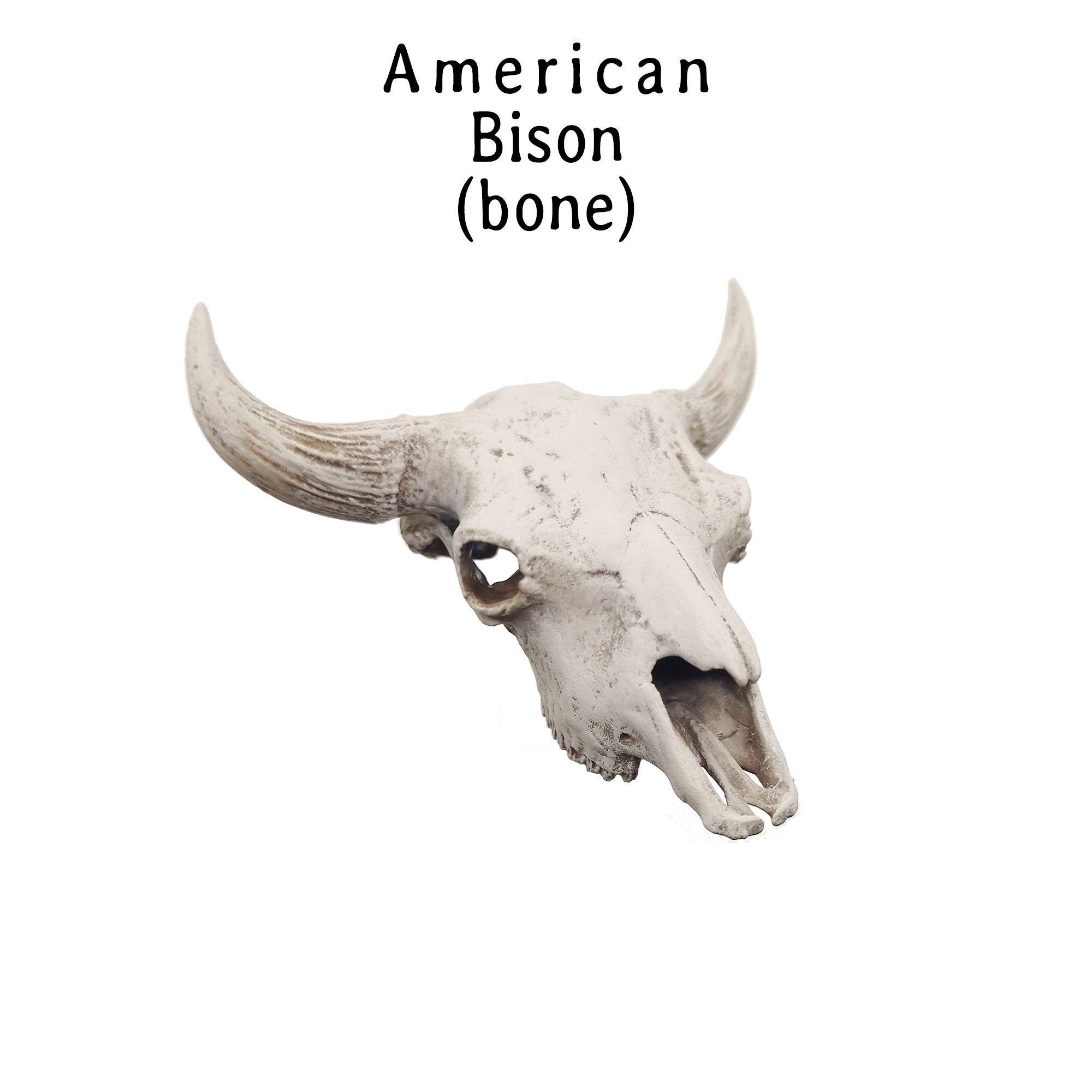 American Bison Skull Replica- 1:12 Scale Size for Desert Diorama ...