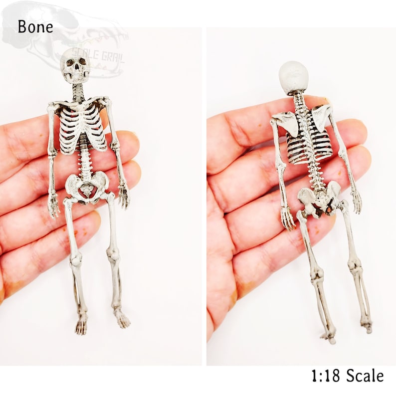 Human Skeleton Full 1:18 Scale Miniature Size for Horror - Etsy