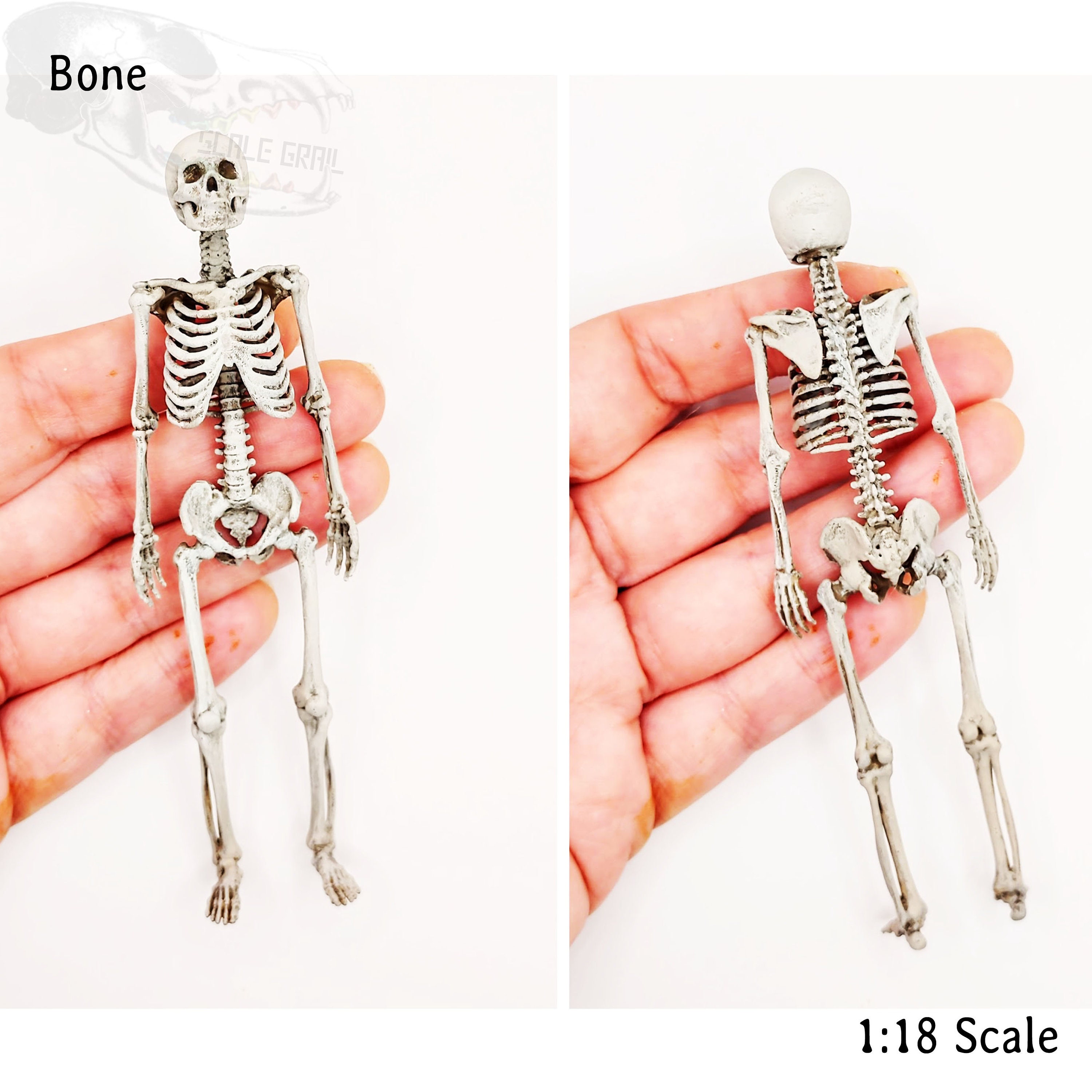 Human Skeleton Full - 1:18 Scale Miniature Size for Horror Diorama ...