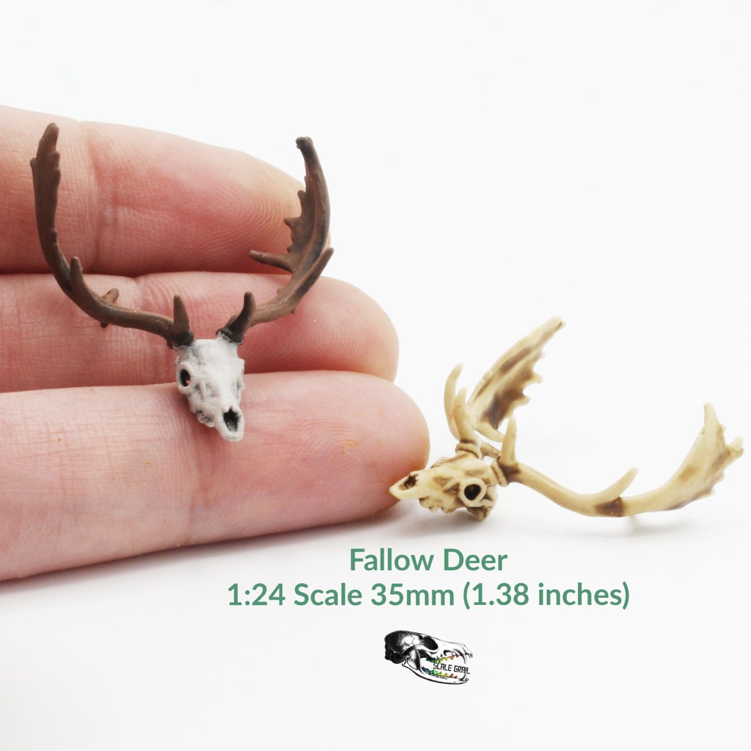 Fallow Deer Skull - 1:24 Scale Replica Animal for Dollhouse, Diorama ...
