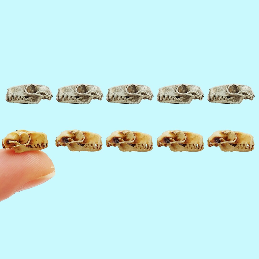 Hammer Headed Bat Skull Replica 1:6 Scale Miniature Animal Skulls for ...