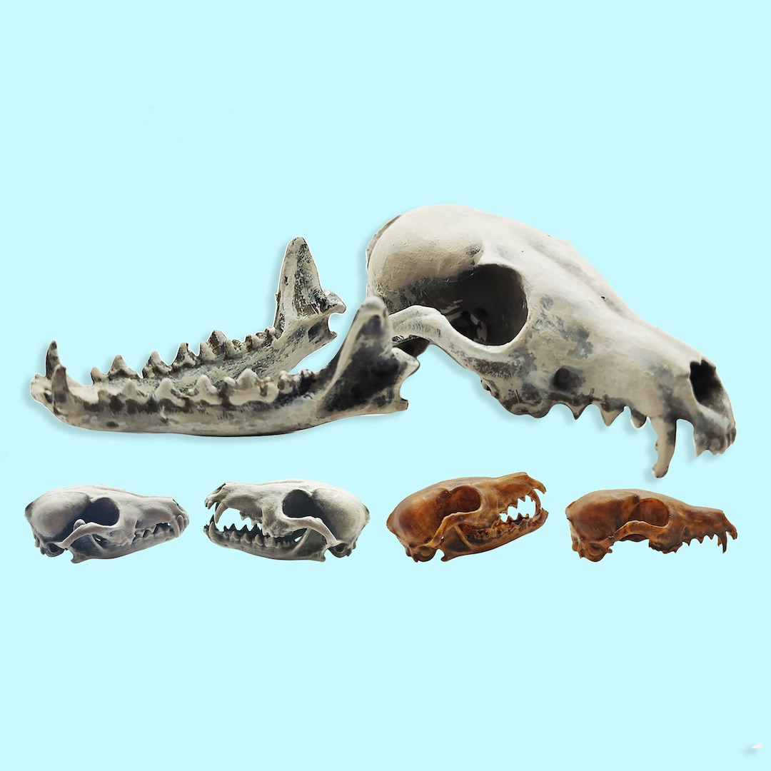 Fox Skull Cranium and Jaw - 1:6 Scale Skull Replica for Diorama ...