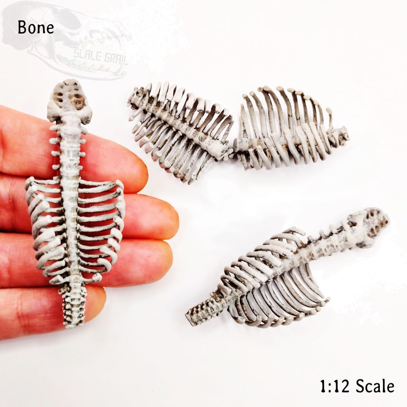 Human Ribs With Spine 1:12 Scale Miniature Size for Horror - Etsy