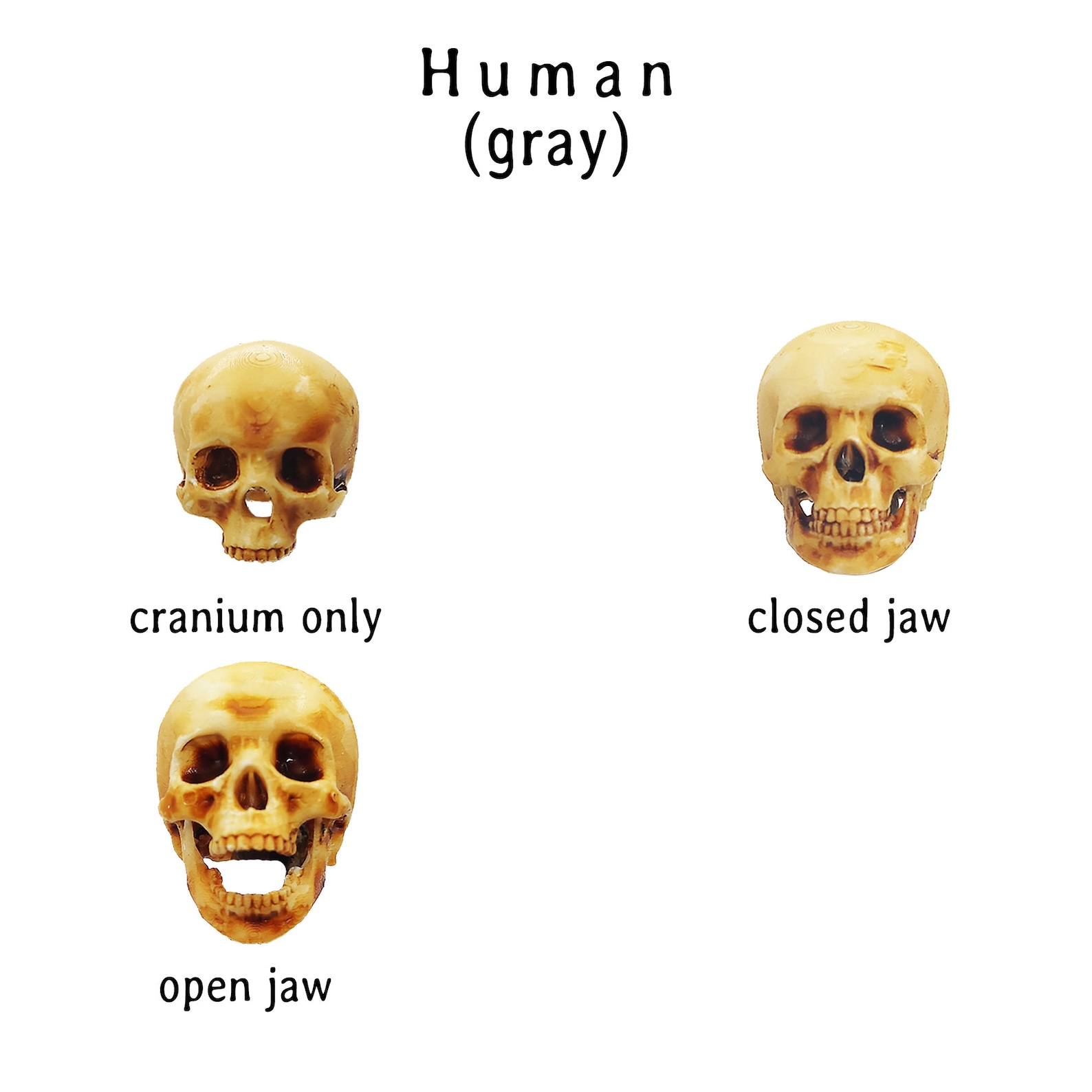 Human Skull Replica, 1:18 Scale Miniature Set of 5 Great for 3.75 ...