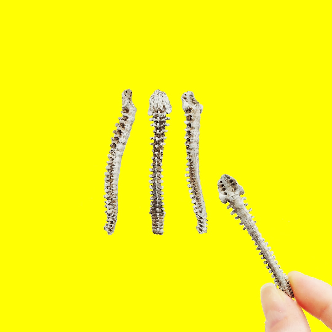 Human Spine Replica, 1:12 Scale Bone Art Supply for Dioramas, Horror ...