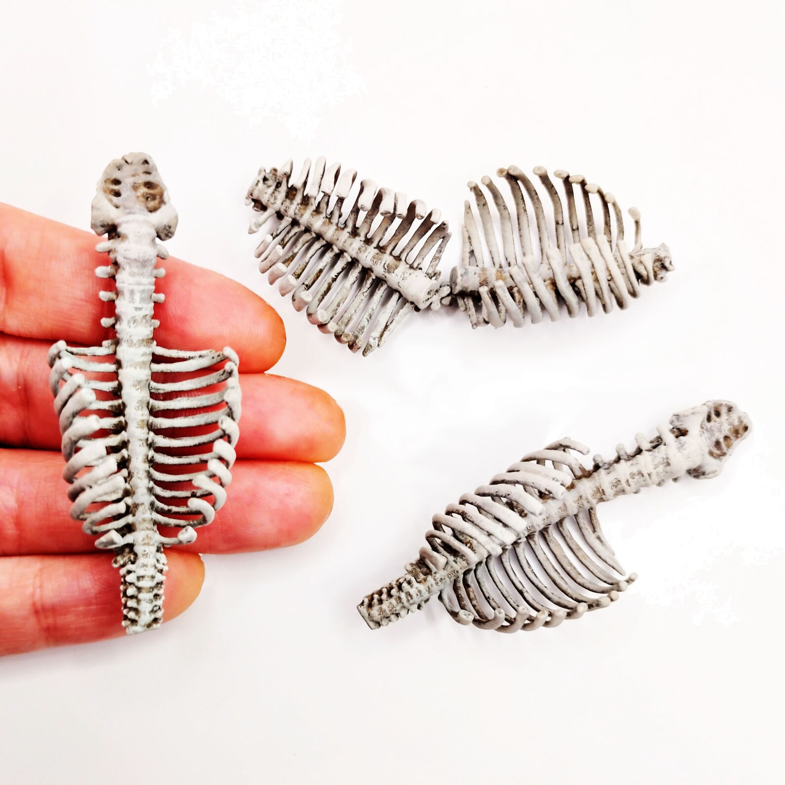 Human Ribs With Spine 1:12 Scale Miniature Size for Horror - Etsy