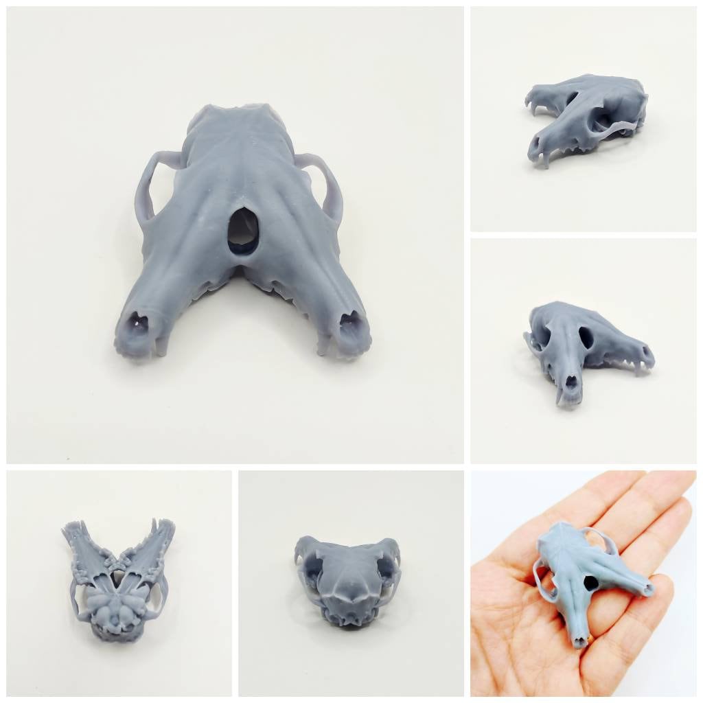 Fox Skull Triclops Conjoined Cranium 1:6 Scale Miniature | Etsy