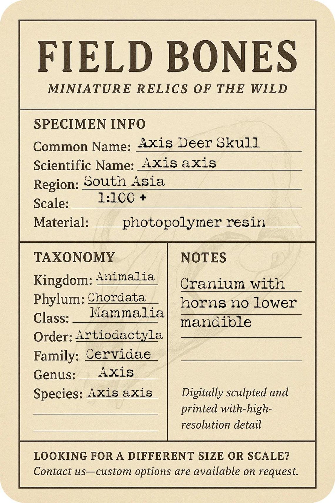 Axis Deer Skull (field Bones Core Series: Asia) Highly Detailed ...