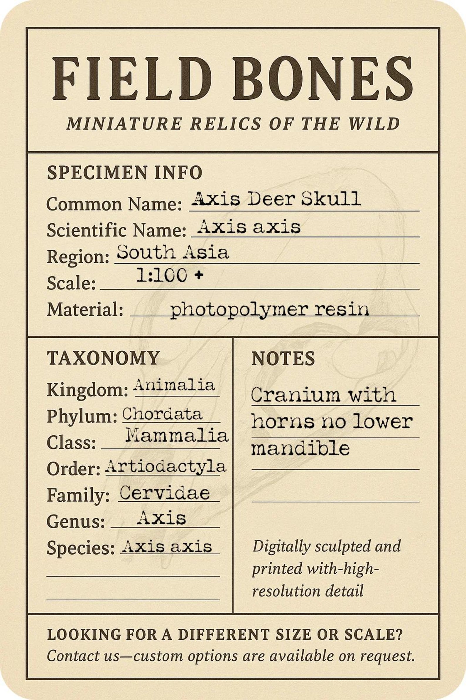 Axis Deer Skull (field Bones Core Series: Asia) Highly Detailed ...