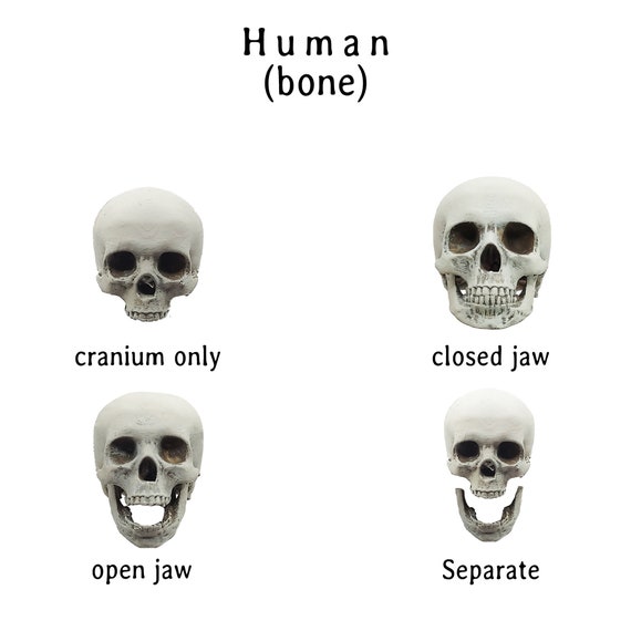 Human Skull Open Jaw