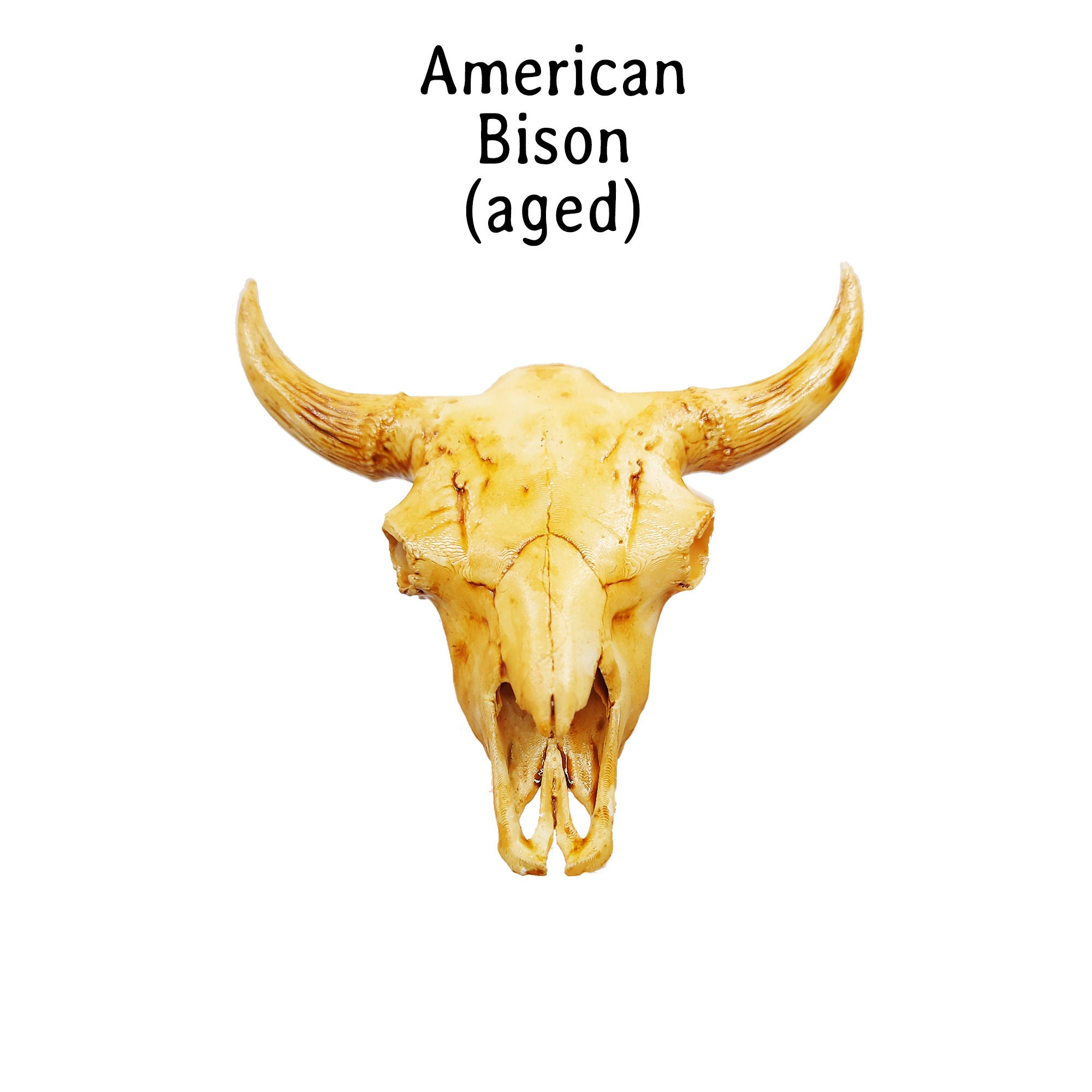 American Bison Skull Replica 1:12 Scale Size for Desert - Etsy