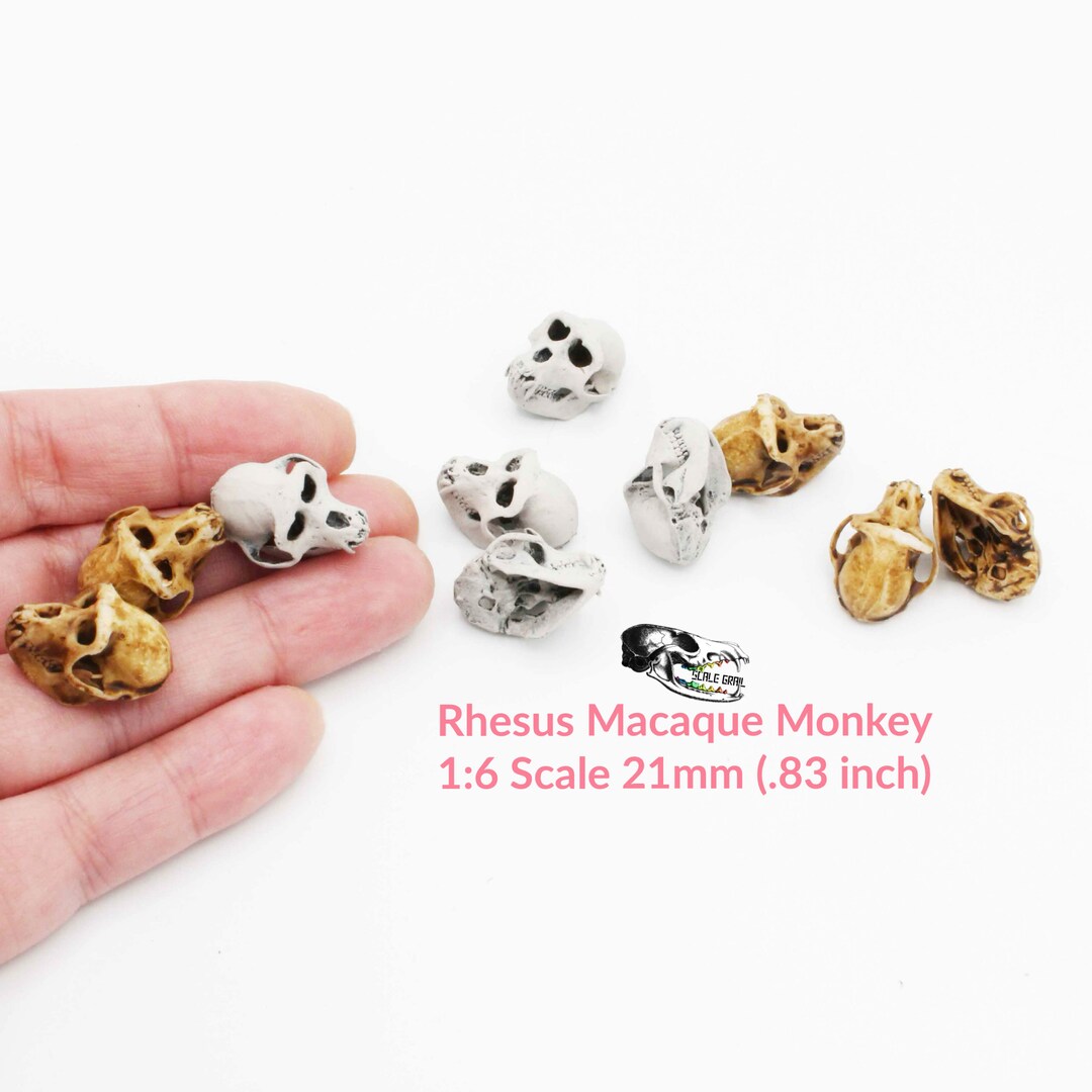 Rhesus Monkey Skull - 1:6 Scale Replica Miniature Dollhouse Diorama ...
