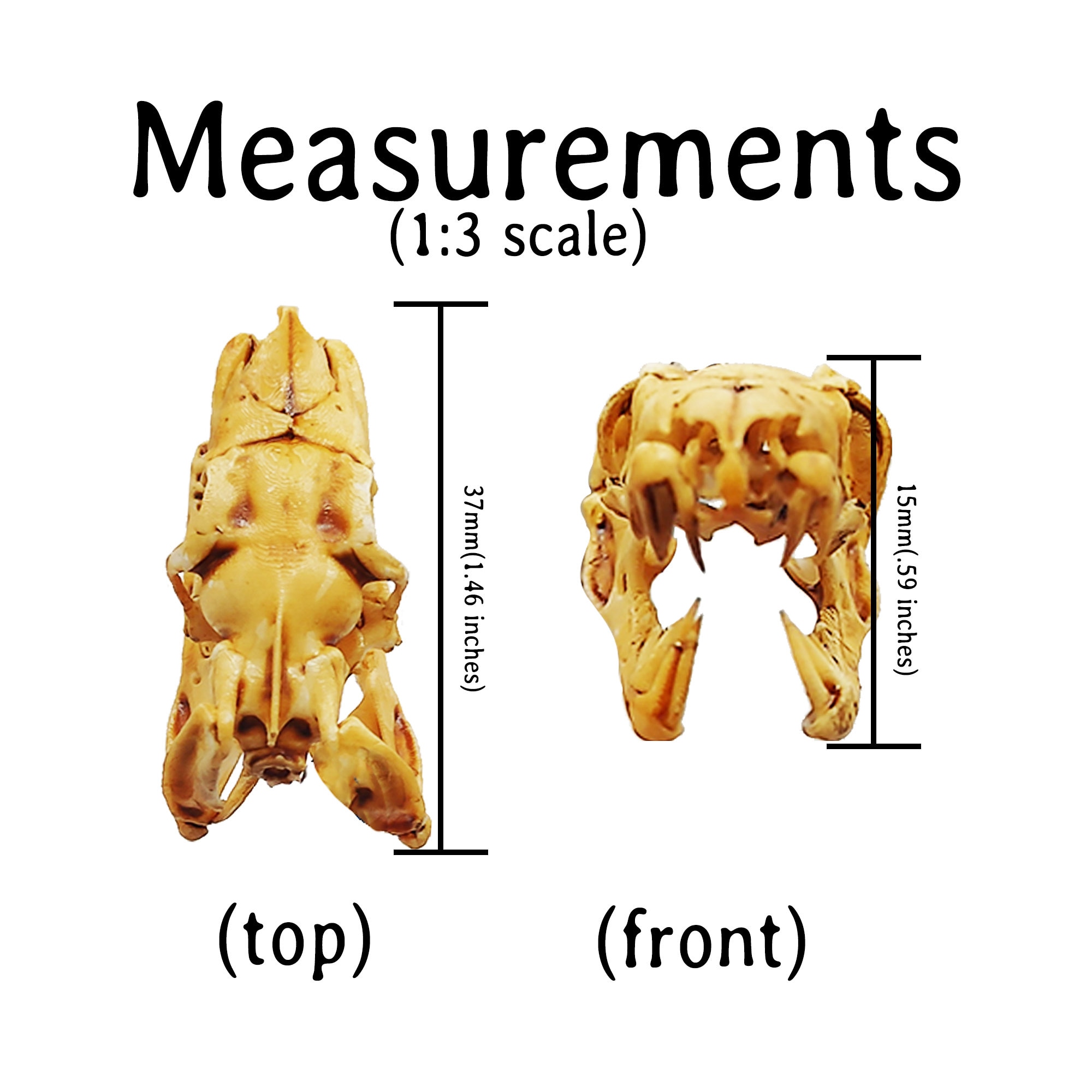 Tree Boa Skull Replica 1:3 Scale Snake Reptile Skull Replica - Etsy