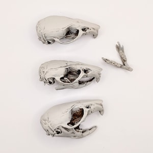 Brown Rat Skull - 1:1 Scale Full Size Replica Rodent Cranium ...