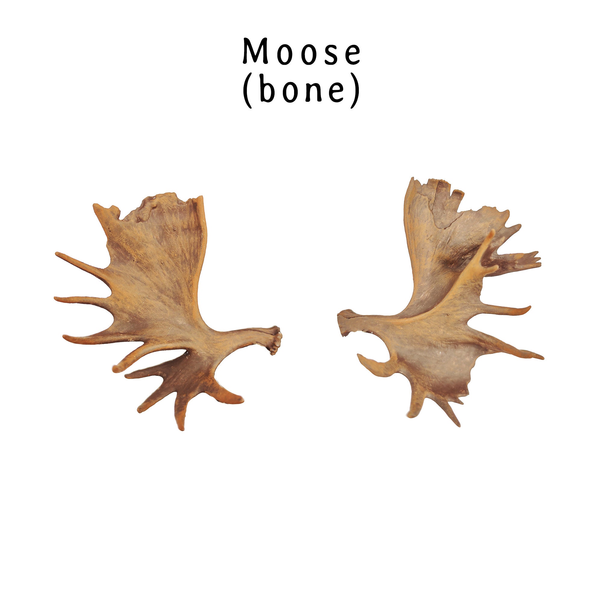 Moose Antler Replica Miniature Antlers for 1:12 Scale - Etsy