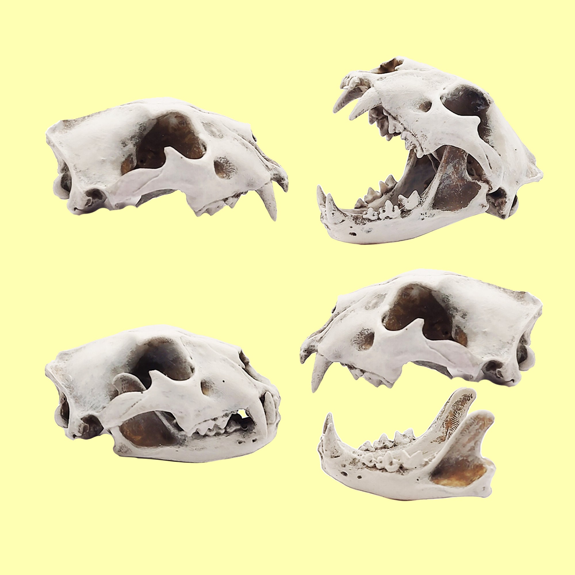 Lion Skull Replica, 1:12 Scale Miniature Great for Dioramas, Terrariums ...