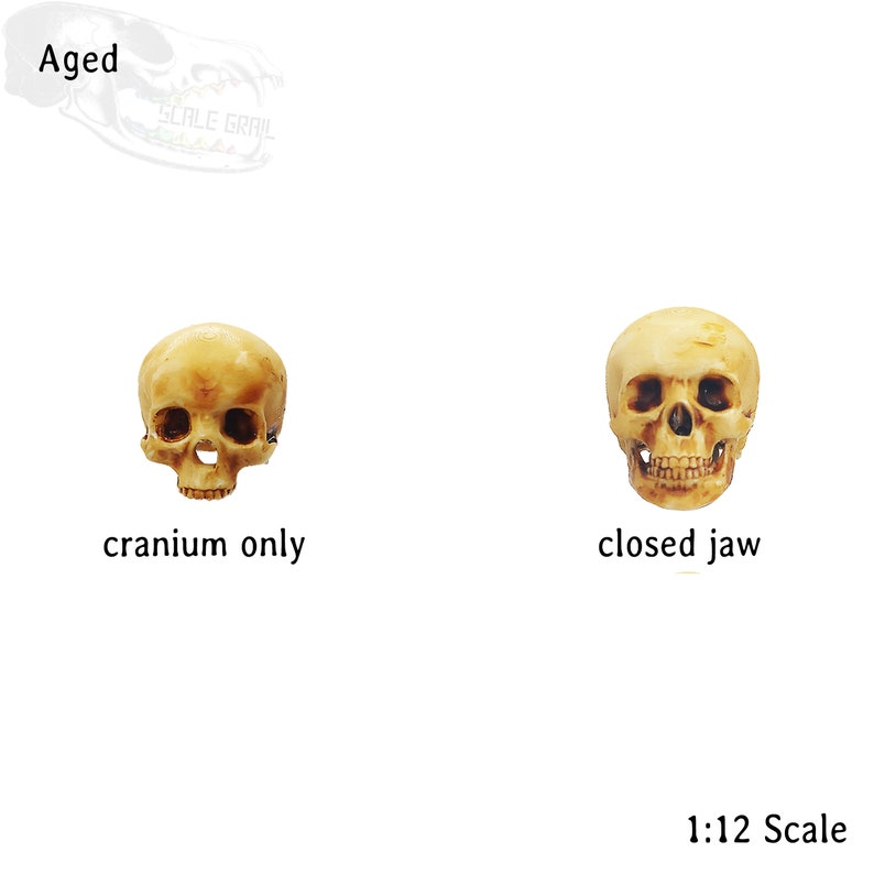 Human Skulls With Flat Back 1:12 Scale Human Craniums for - Etsy