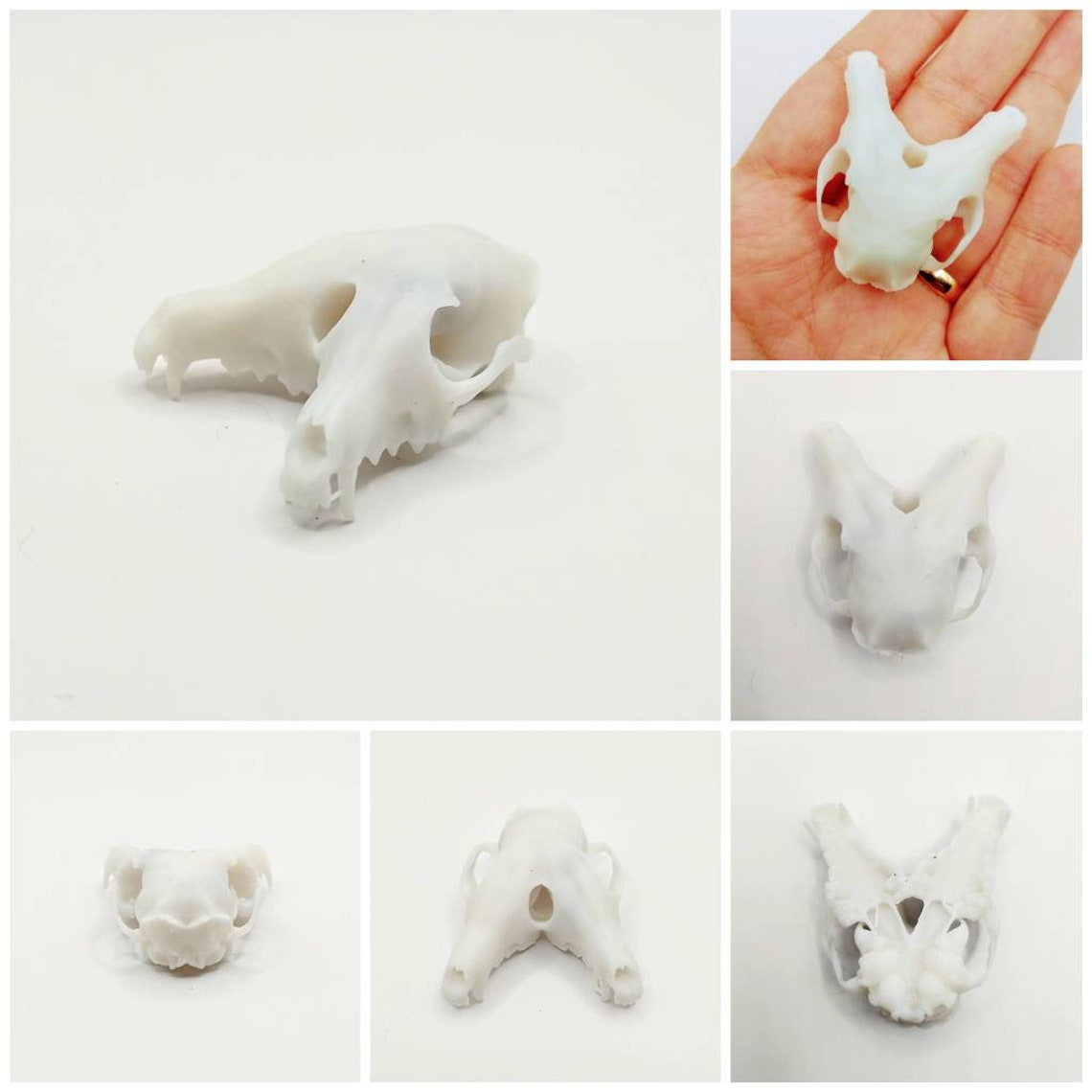 Fox Skull Triclops Conjoined Cranium 1:6 Scale Miniature - Etsy