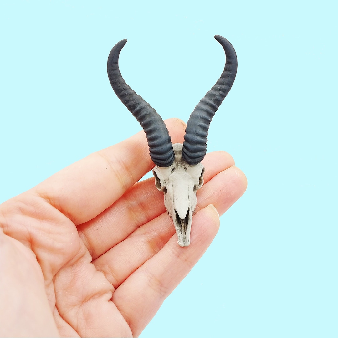 Springbok Skull Replica 1:6 Scale Miniature Animal Skulls for Use in ...