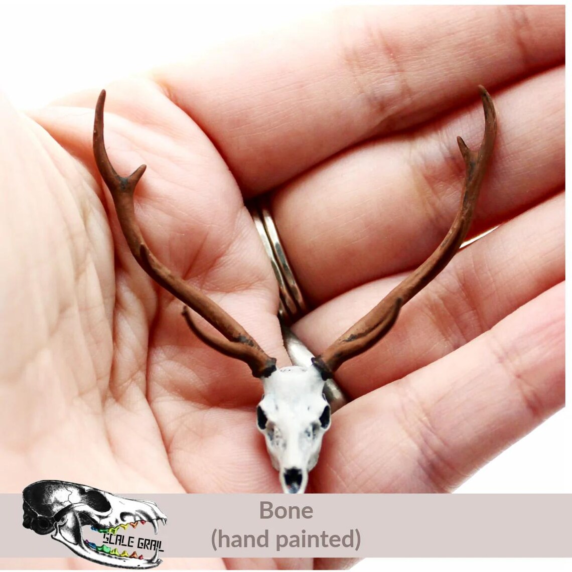 Axis Deer Skull (field Bones Core Series: Asia) Highly Detailed ...