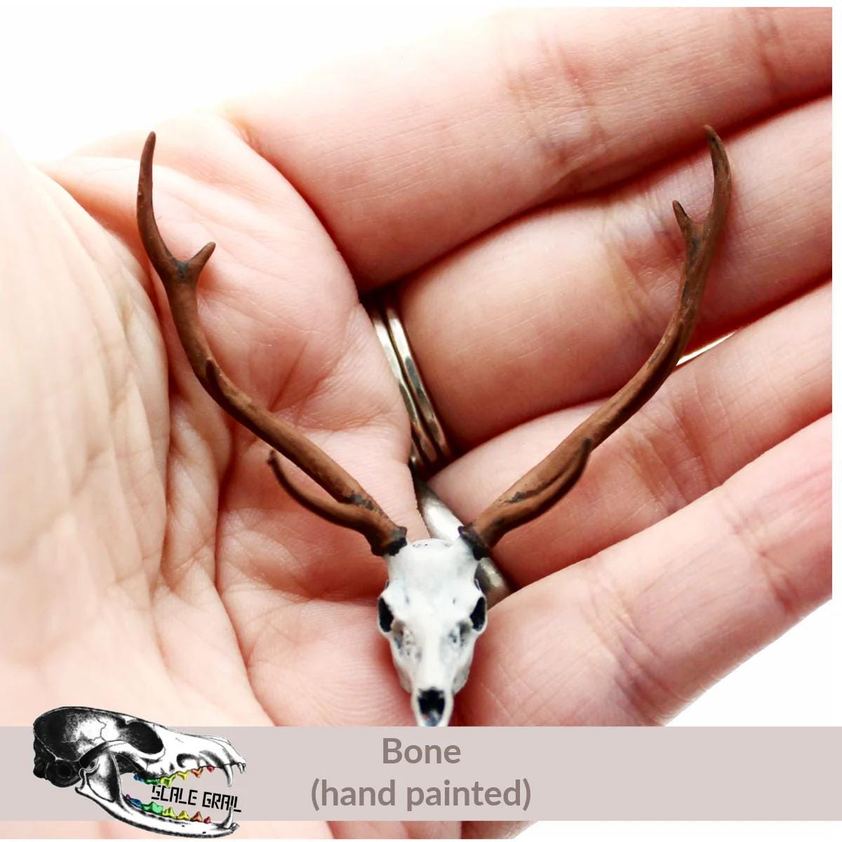 Axis Deer Skull (field Bones Core Series: Asia) Highly Detailed ...