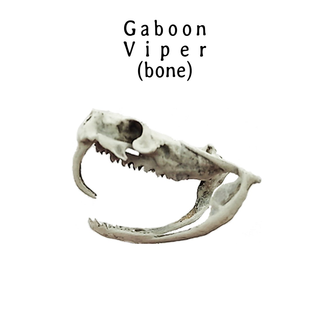 Gaboon Viper Snake Skull Replica 1:3 Scale Miniature Reptile - Etsy