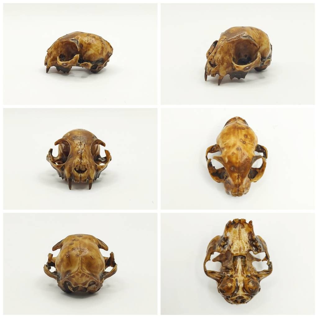 Cat Skull Replica 1:6 Scale Feline Skull for Diorama - Etsy