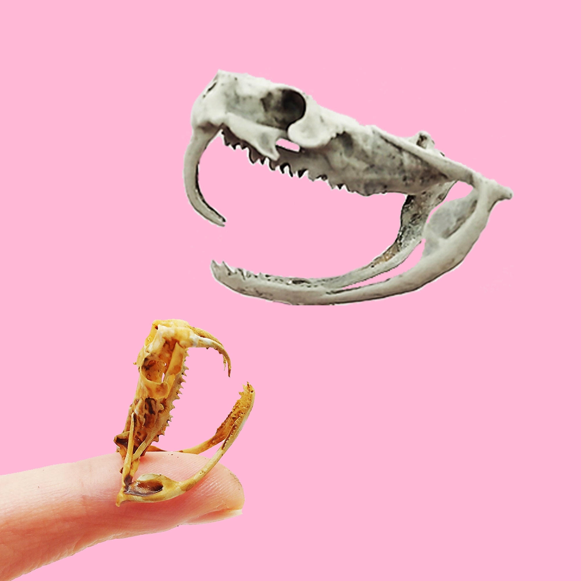 Gaboon Viper Skeleton