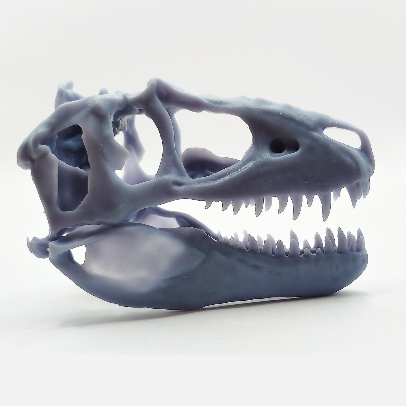T-rex young Cranium Dinosaur Skull Replica 1:24 Scale for - Etsy