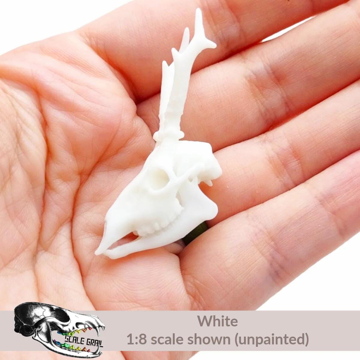 Roe Deer Skull (field Bones Core Series: Europe) Miniature Dollhouse ...