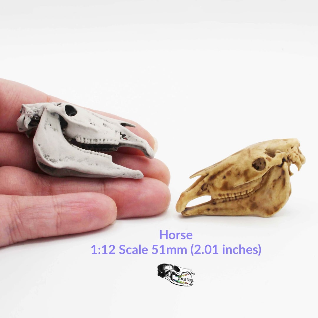 Horse Skull Miniature - 1:12 Scale Skull Replica for Diorama Dollhouse ...