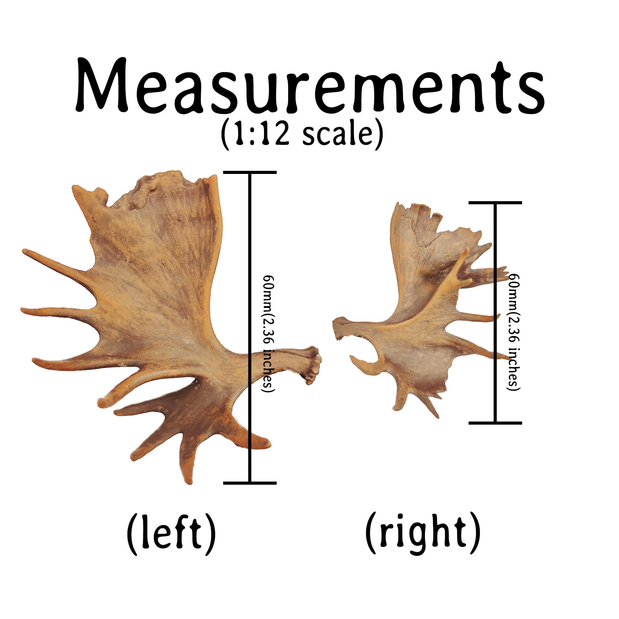 Moose Antler Replica, Miniature Antlers for 1:12 Scale Dioramas, Horror ...
