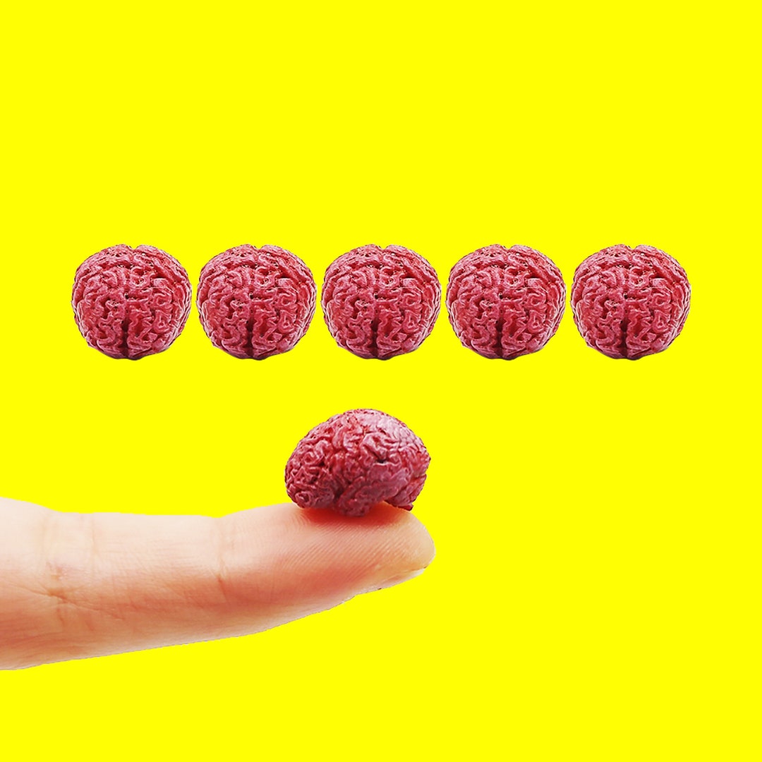 Human Brain, Set of 5 Great for 1:12 Scale Dioramas, Horror Scenes ...