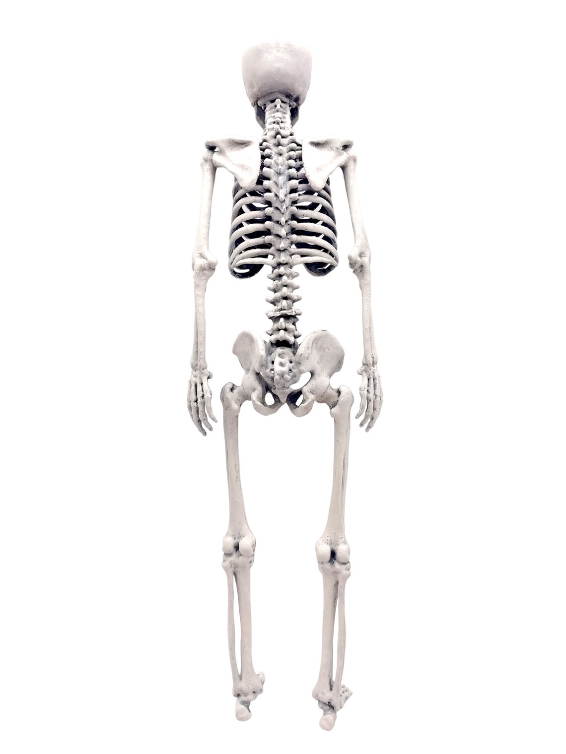 Human Skeleton Miniature- 1:6 Scale Size for Horror Display, Diorama ...