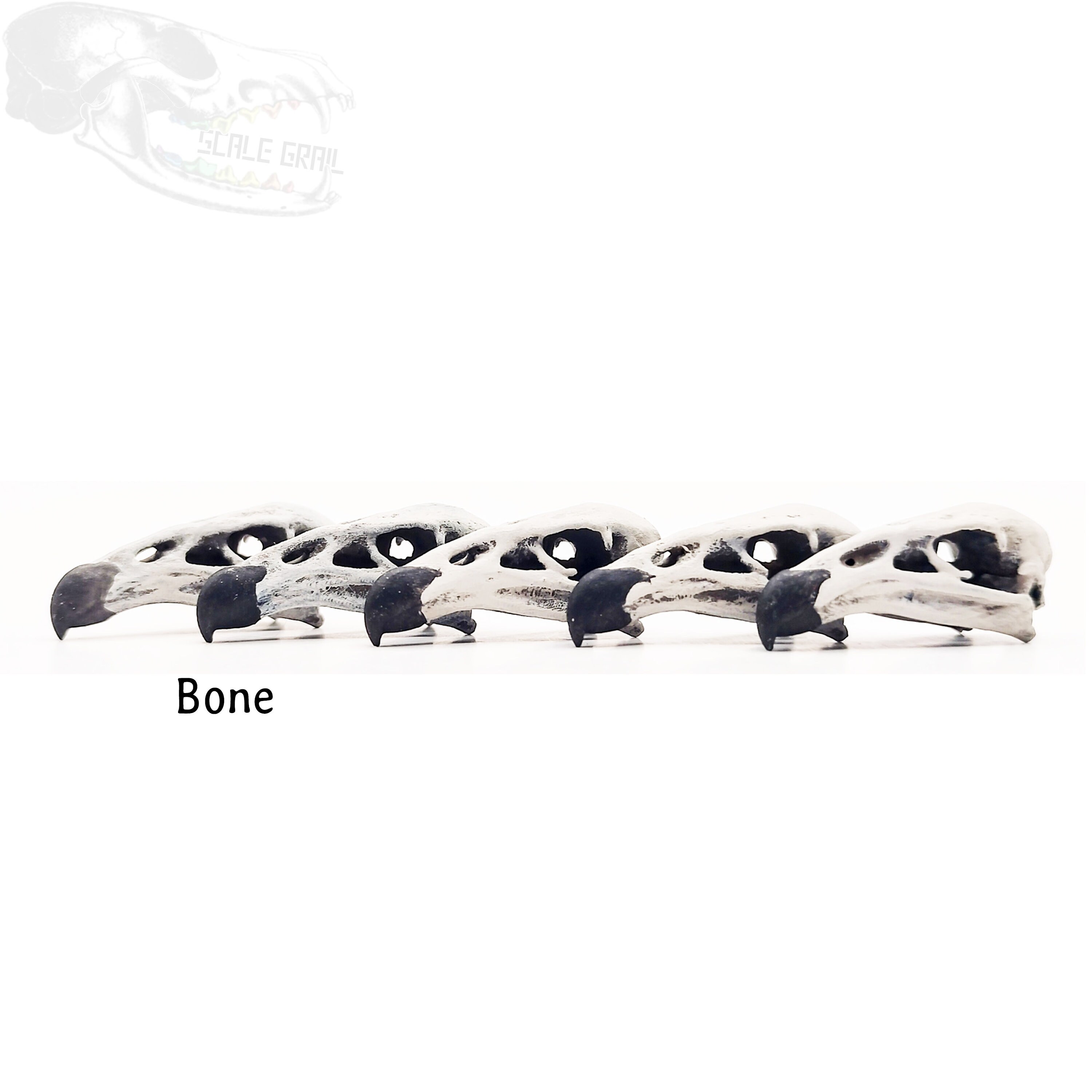 California Condor Skull Replica 1:12 Scale Bird Cranium for - Etsy