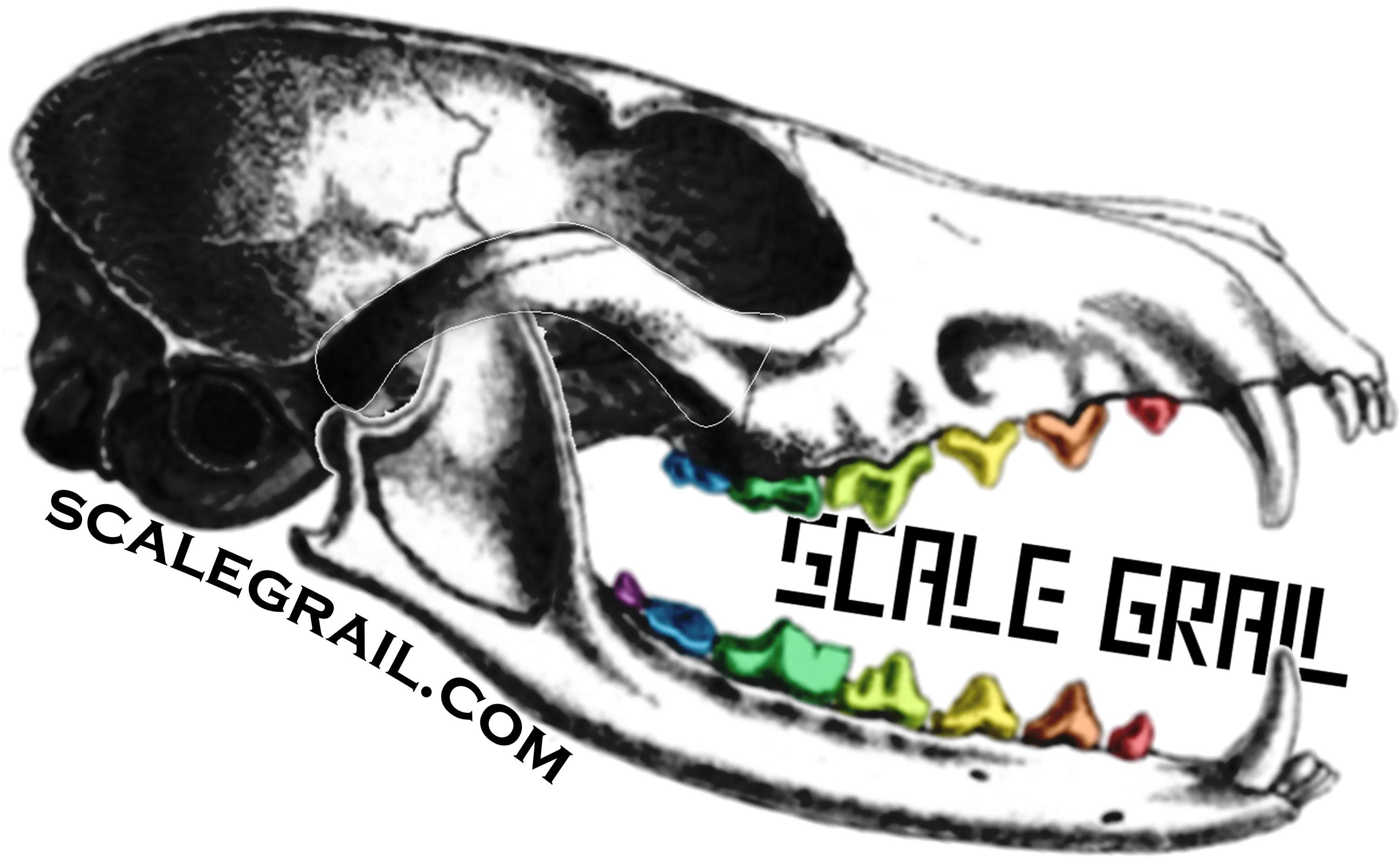 Axis Deer Skull (field Bones Core Series: Asia) Highly Detailed ...