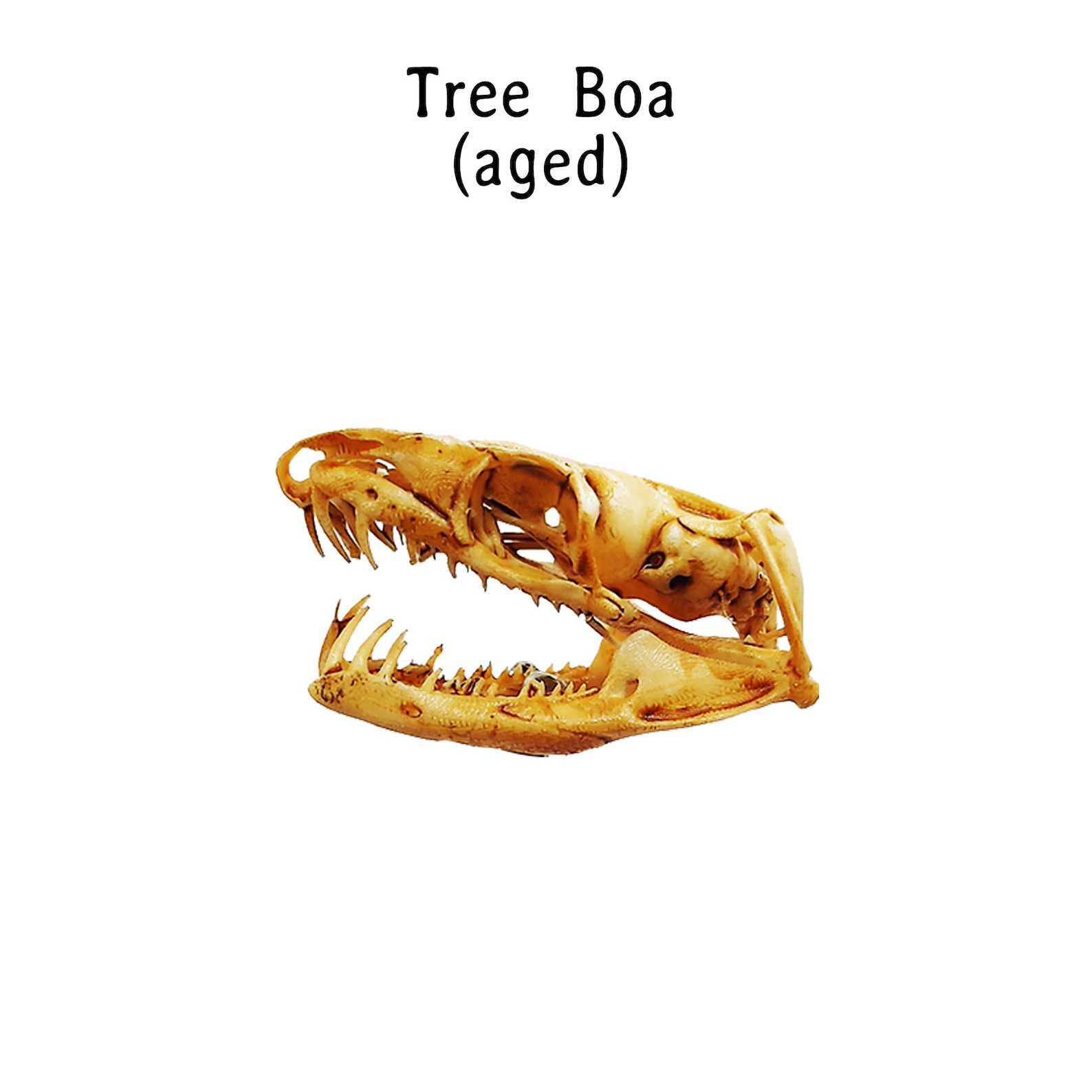Tree Boa Skull Replica 1:3 Scale Snake Reptile Skull Replica - Etsy
