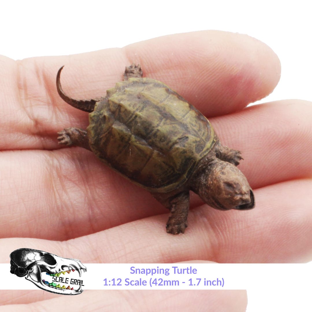 Snapping Turtle - 1:12 Scale Animal for Dollhouse and Diorama 3d Model ...