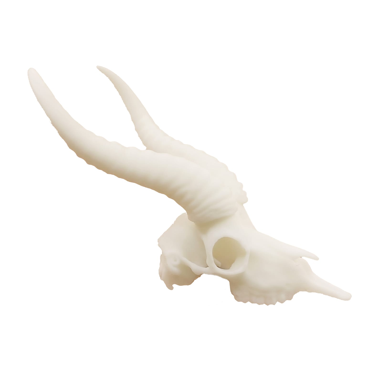 Springbok Skull Replica 1:6 Scale Miniature Animal Skulls for Use in ...