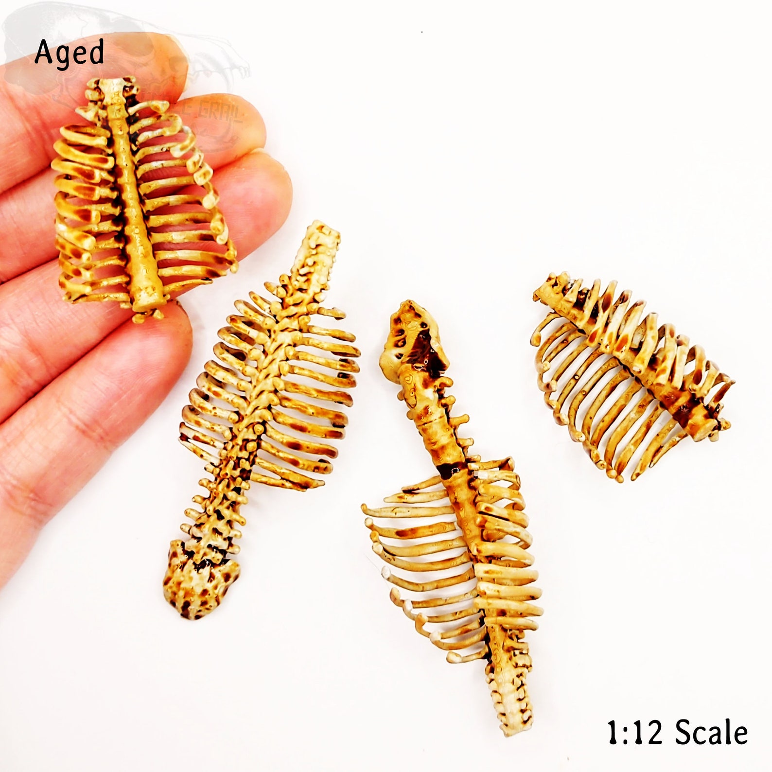 Human Ribs With Spine 1:12 Scale Miniature Size for Horror - Etsy