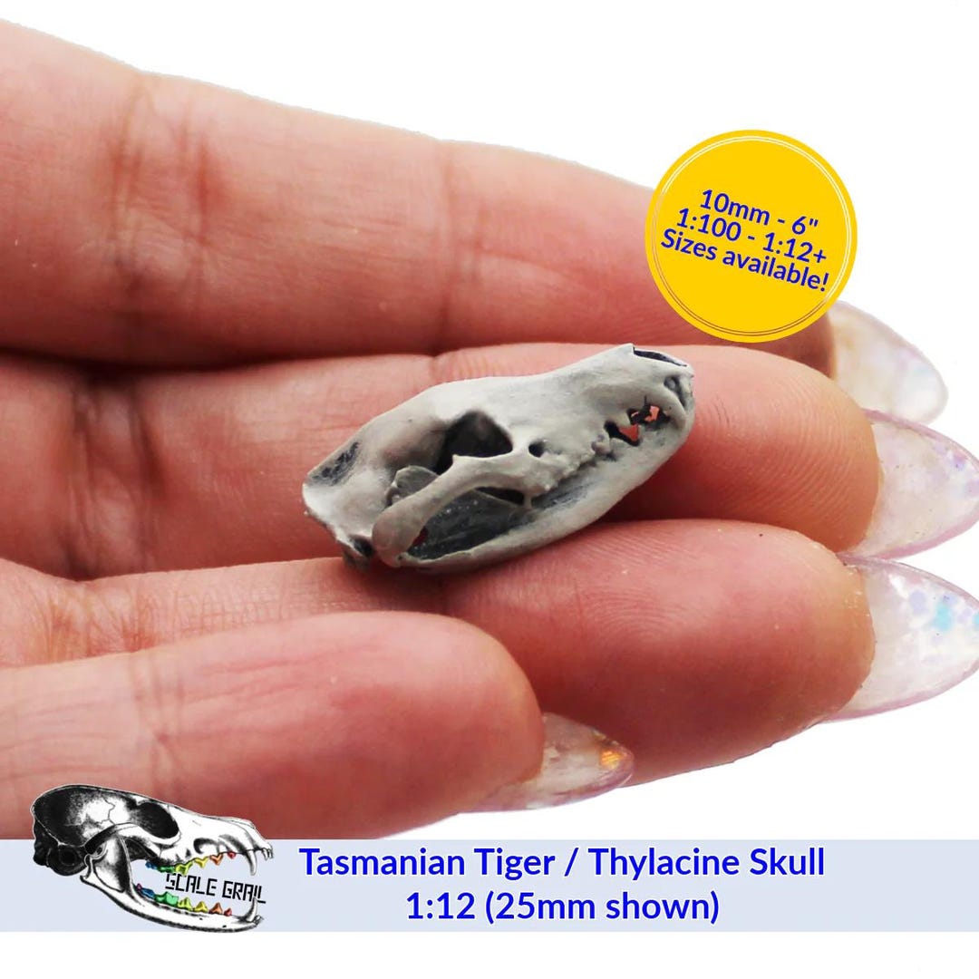 Tasmanian Tiger Skull (field Bones #9: Extinct) Miniature Dollhouse and ...